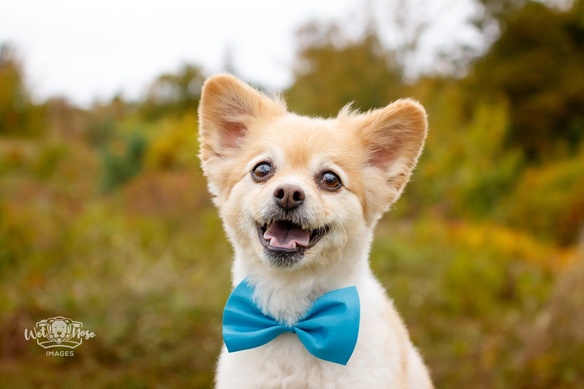 Halifax Dog Photographer - My Top Fall Walk (and Photo) Recommendations ...