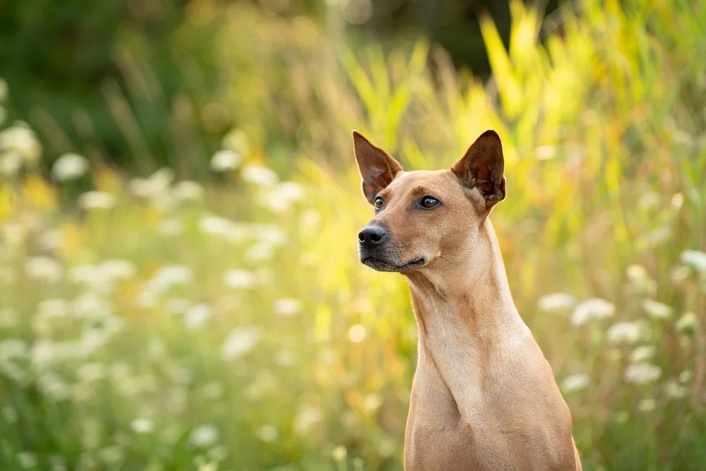 Halifax Dog Photographer - portfolio — Wet Nose Images