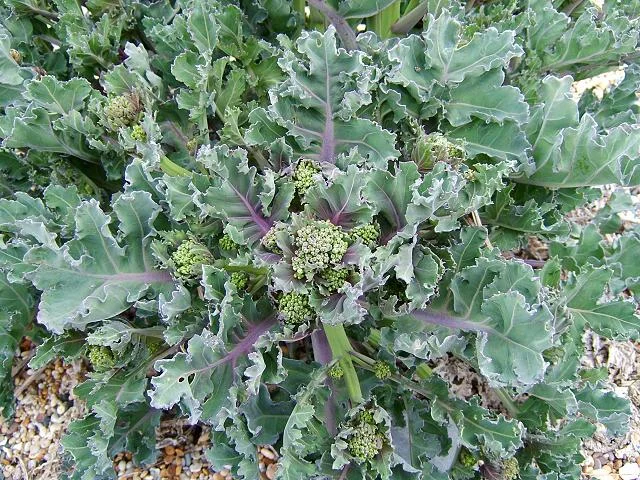 Sea Kale — Edible Acres