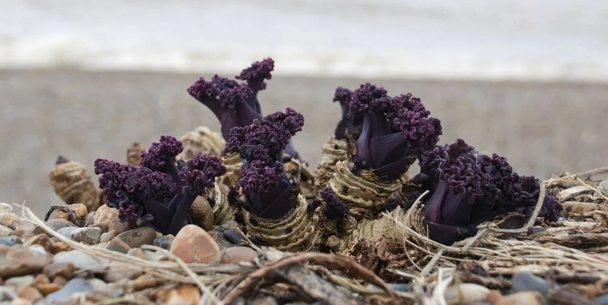 Sea Kale — Edible Acres