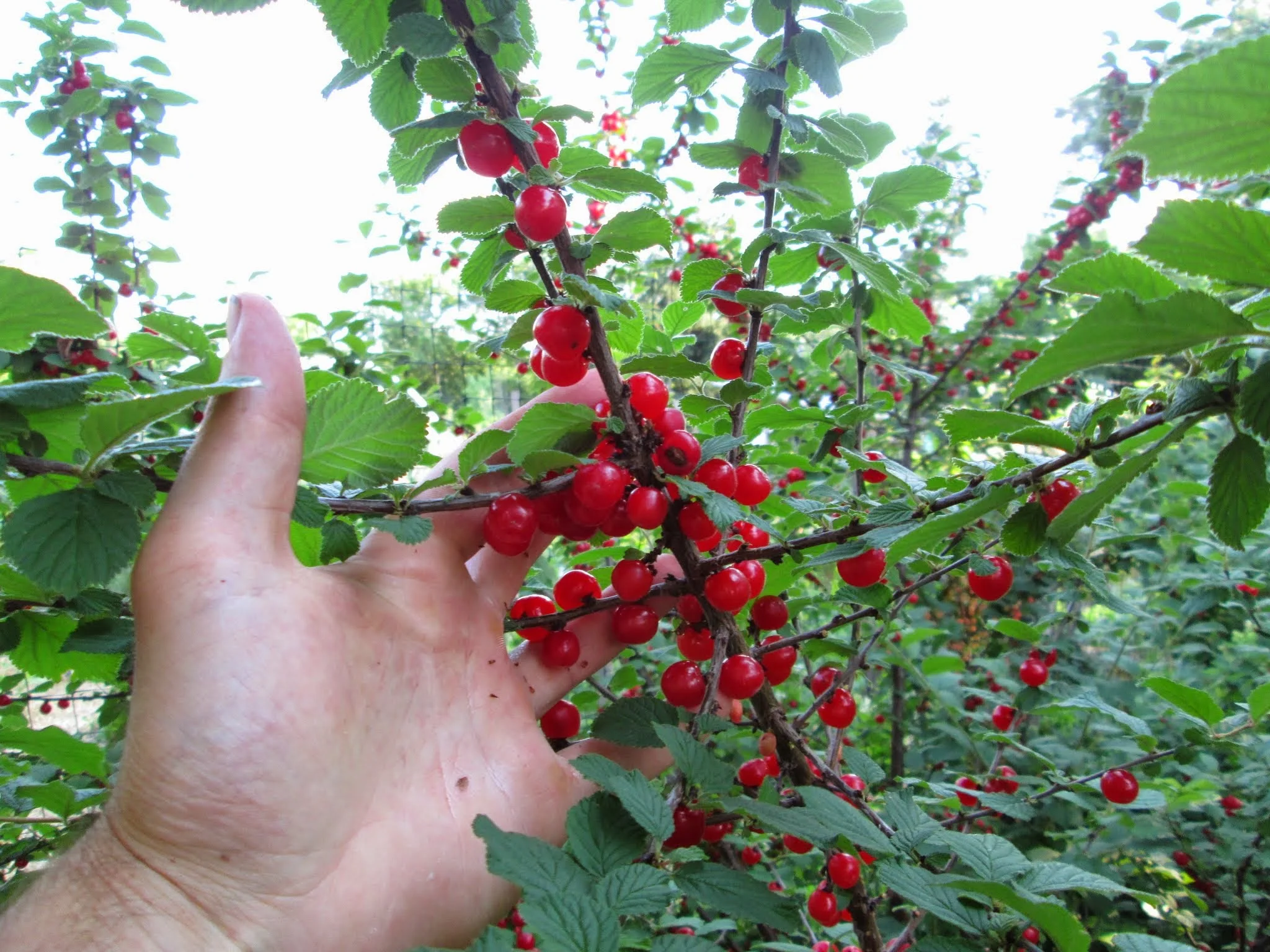 Currants - Red, Black and Jostaberry — Edible Acres