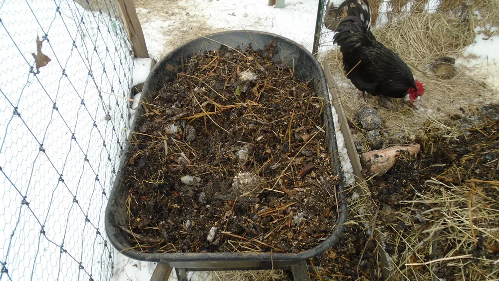 Chickens and Compost - Winter Notes — Edible Acres