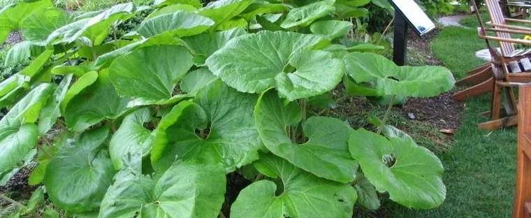 Permaculture Food Forest Nursery Plants — Edible Acres