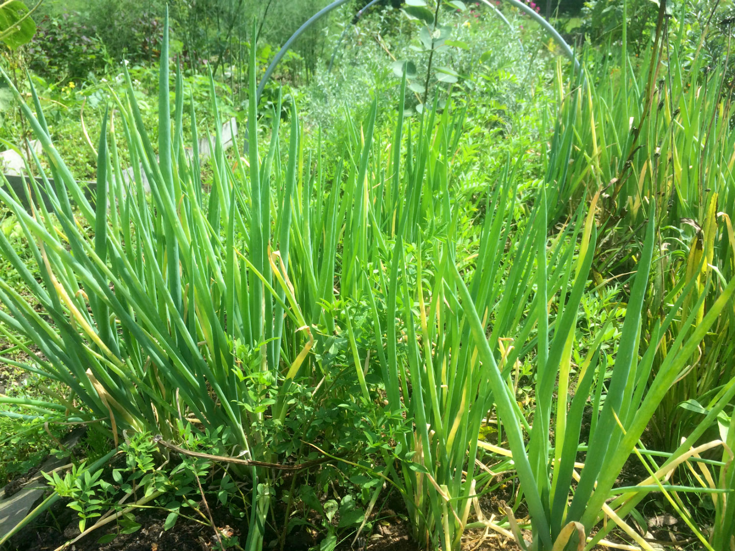 Permaculture Food Forest Nursery Plants — Edible Acres