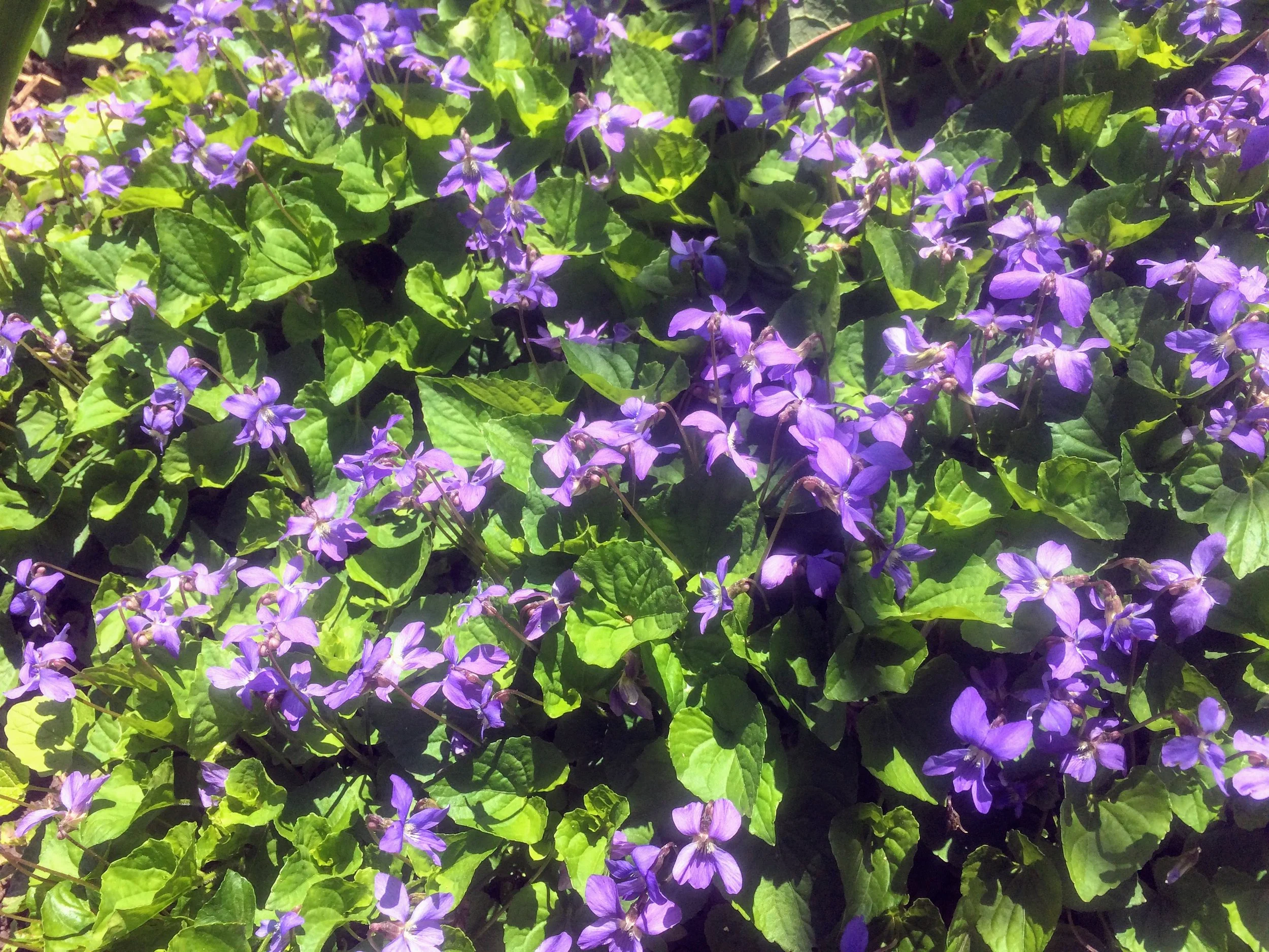 Permaculture Food Forest Nursery Plants — Edible Acres