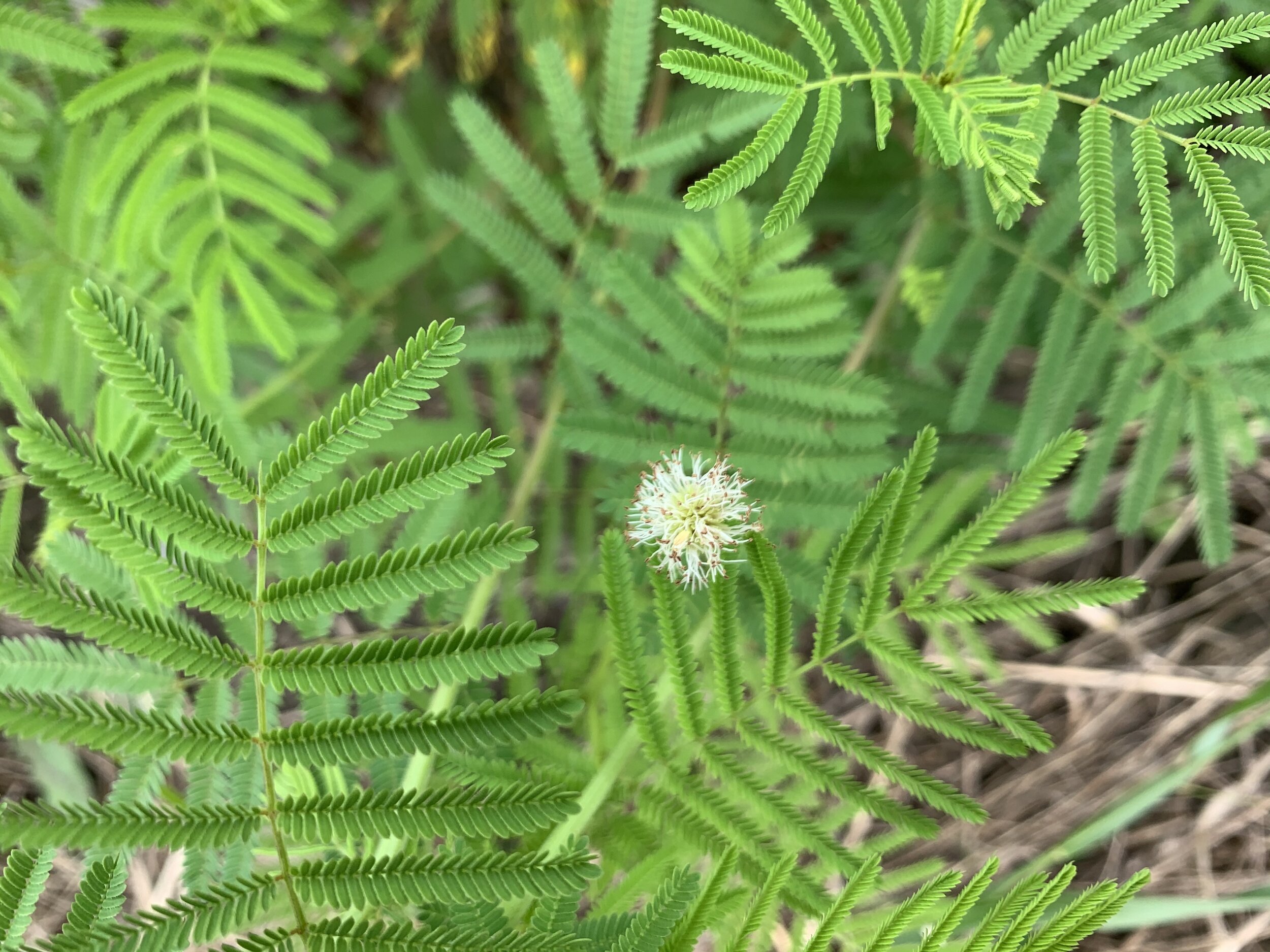 Permaculture Food Forest Nursery Plants — Edible Acres
