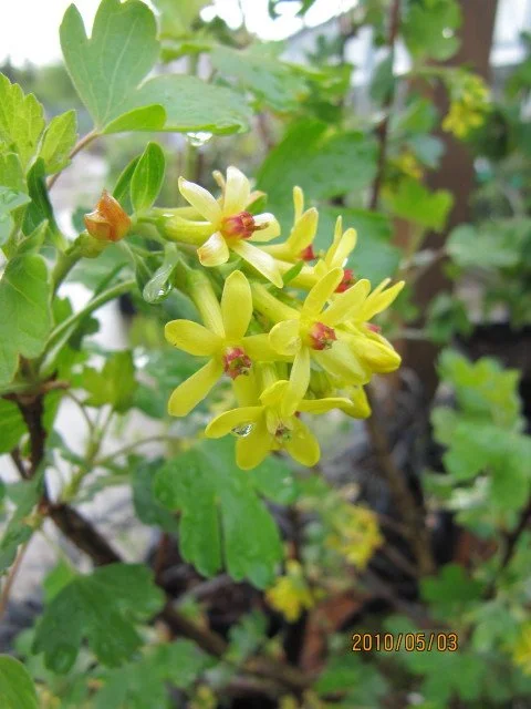 Currants - Red, Black and Jostaberry — Edible Acres