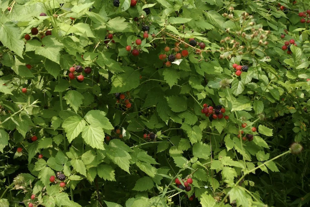 Permaculture Food Forest Nursery Plants — Edible Acres