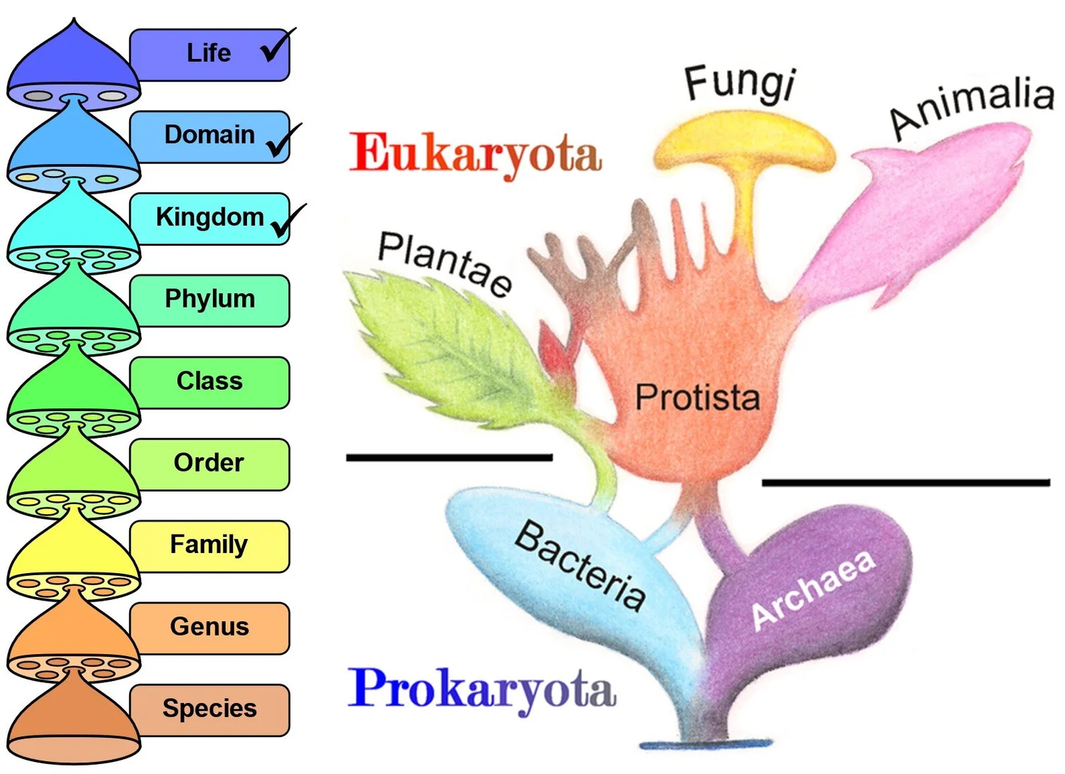 Kingdoms: Eukarya Domain further divides into four Kingdoms; Protozoa ...