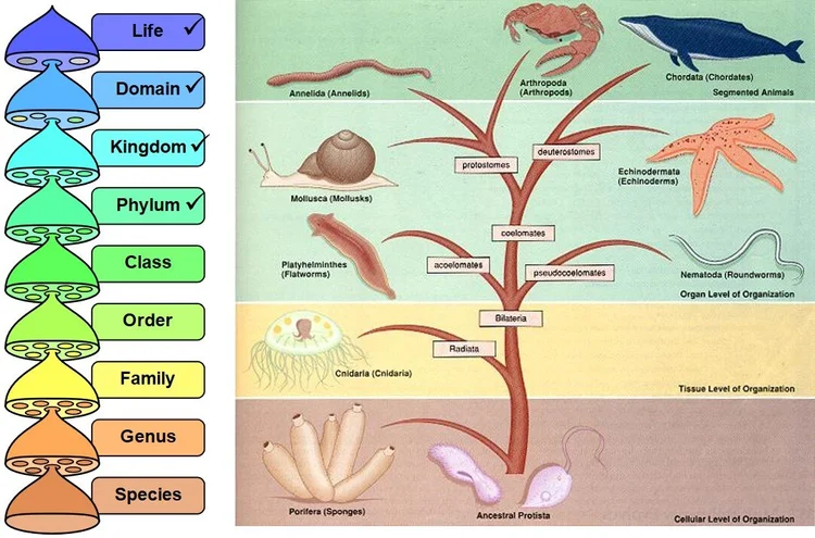 Phylum: The Animal Kingdom has 9 major phyla that further subdivide ...