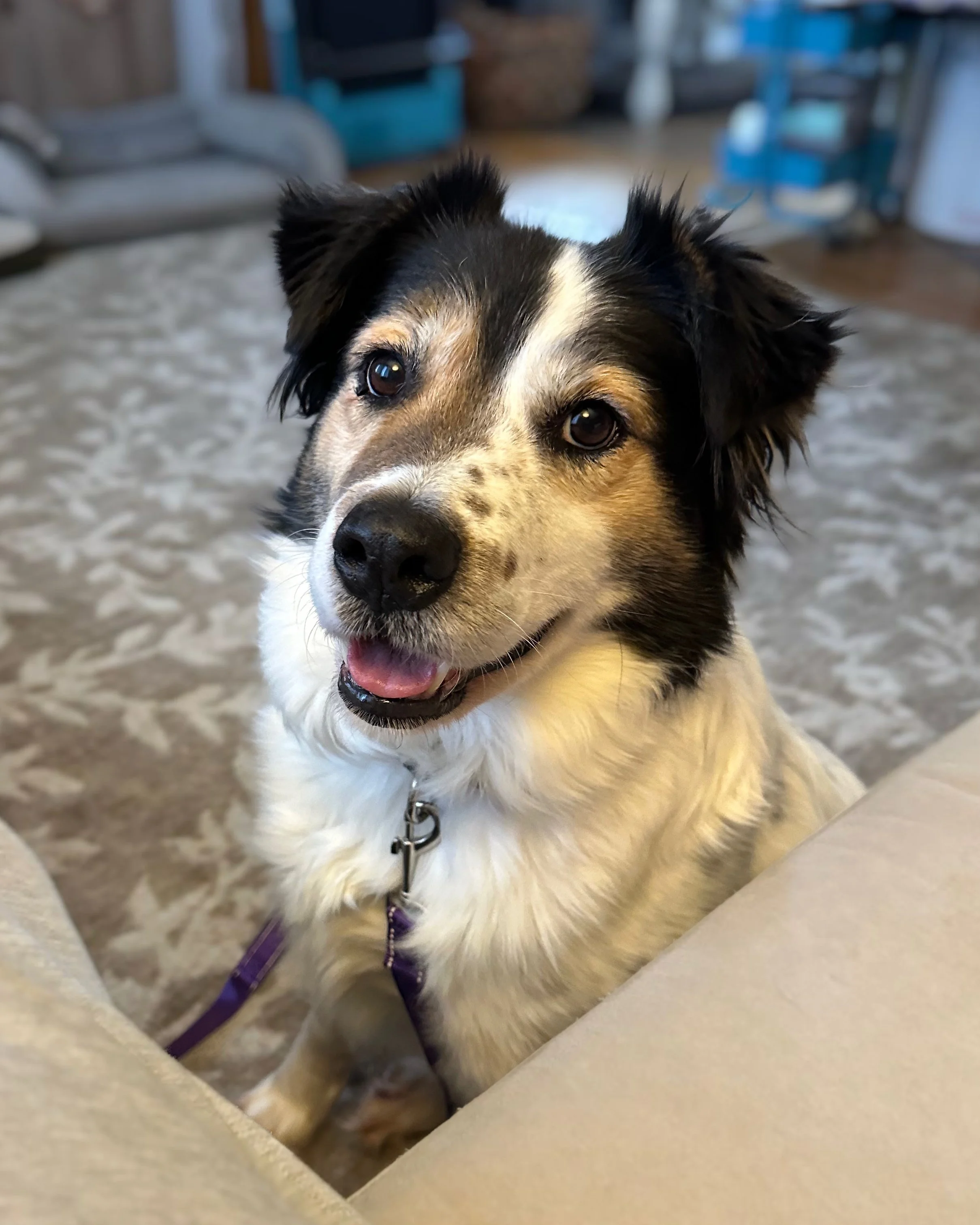 Andri — Coco's Heart Dog Rescue