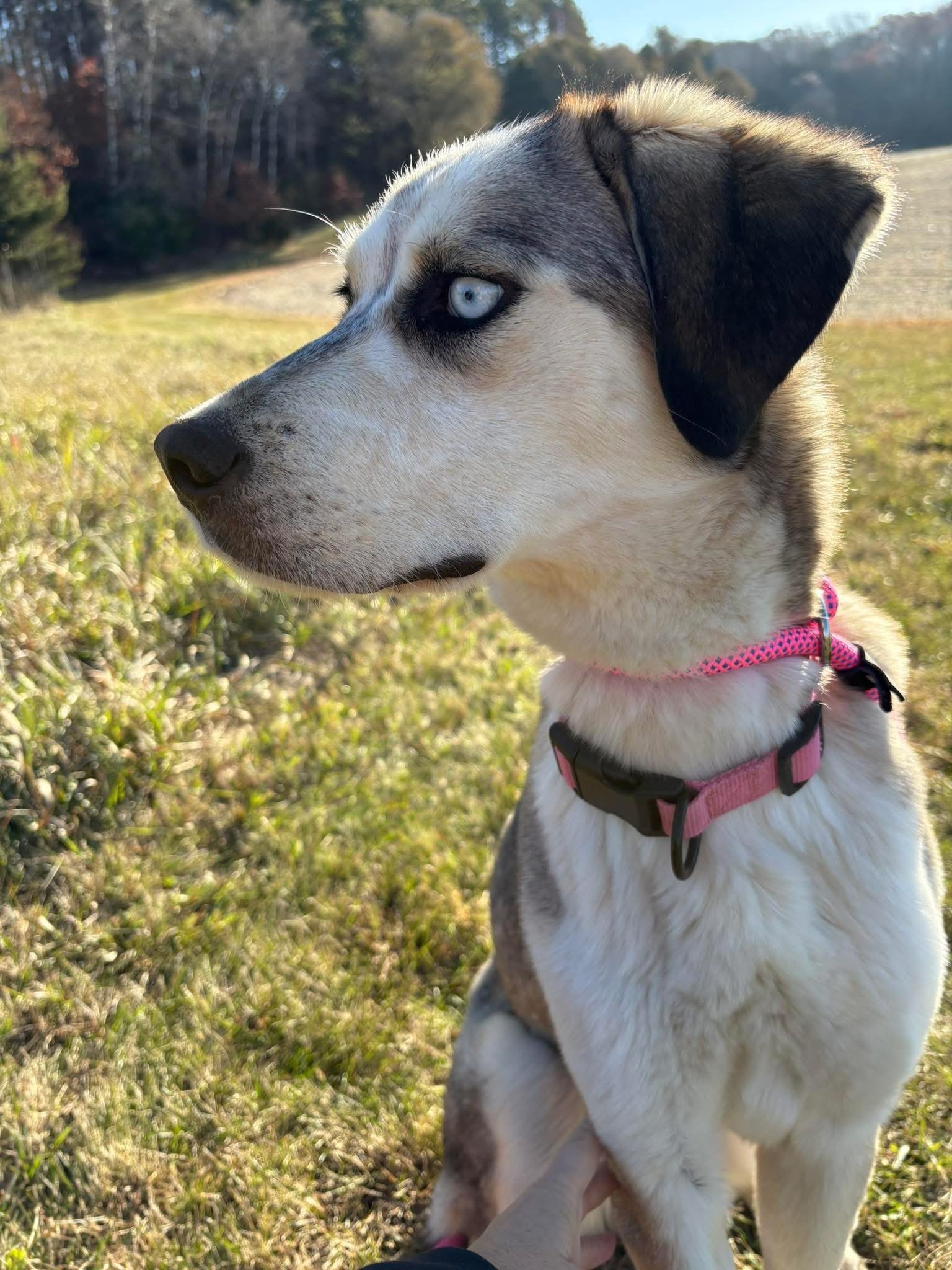 Annie Oakley — Coco's Heart Dog Rescue