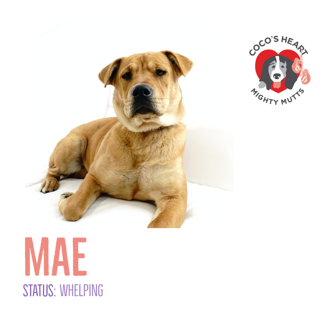 Mighty Mutts — Coco's Heart Dog Rescue