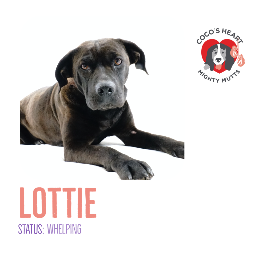 Mighty Mutts — Coco's Heart Dog Rescue