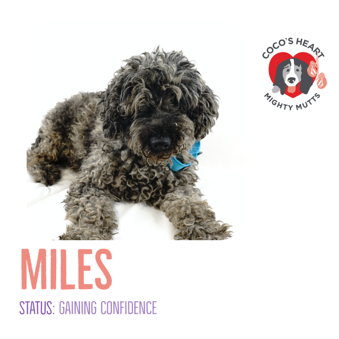 Mighty Mutts — Coco's Heart Dog Rescue