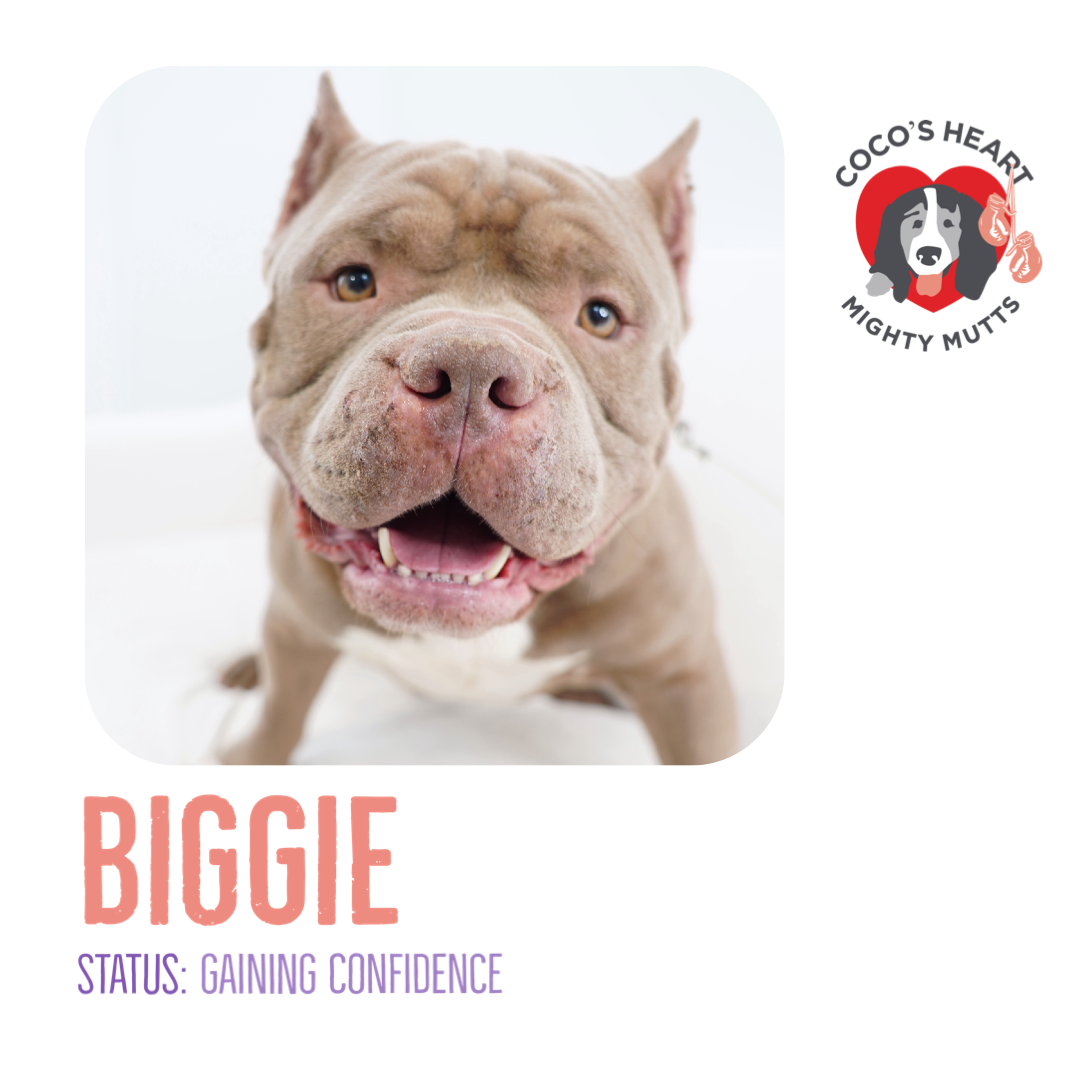 Mighty Mutts — Coco's Heart Dog Rescue