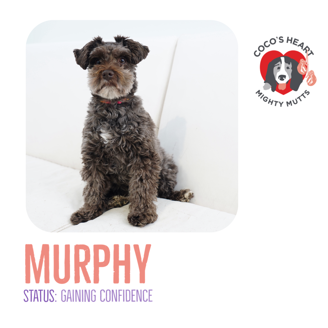 Mighty Mutts — Coco's Heart Dog Rescue