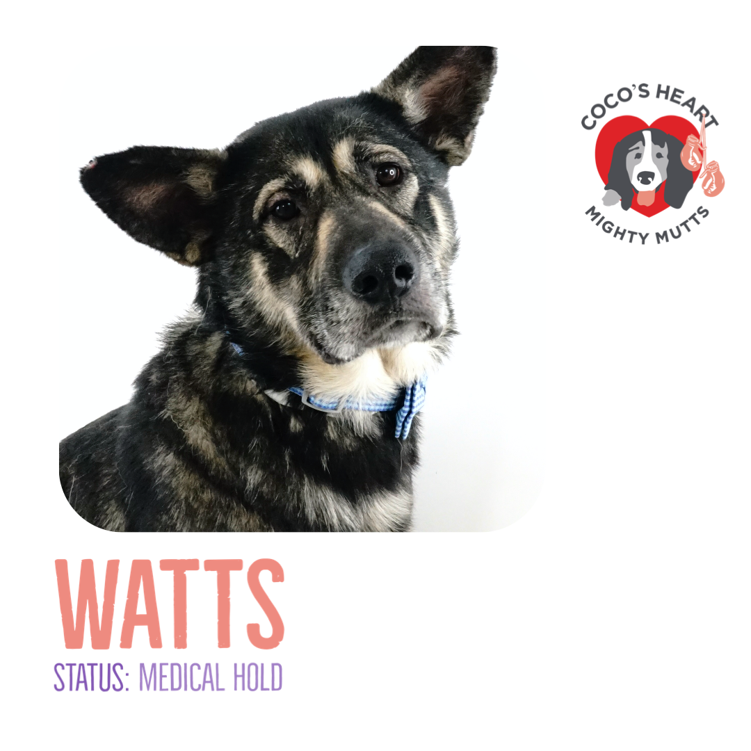 Mighty Mutts — Coco's Heart Dog Rescue