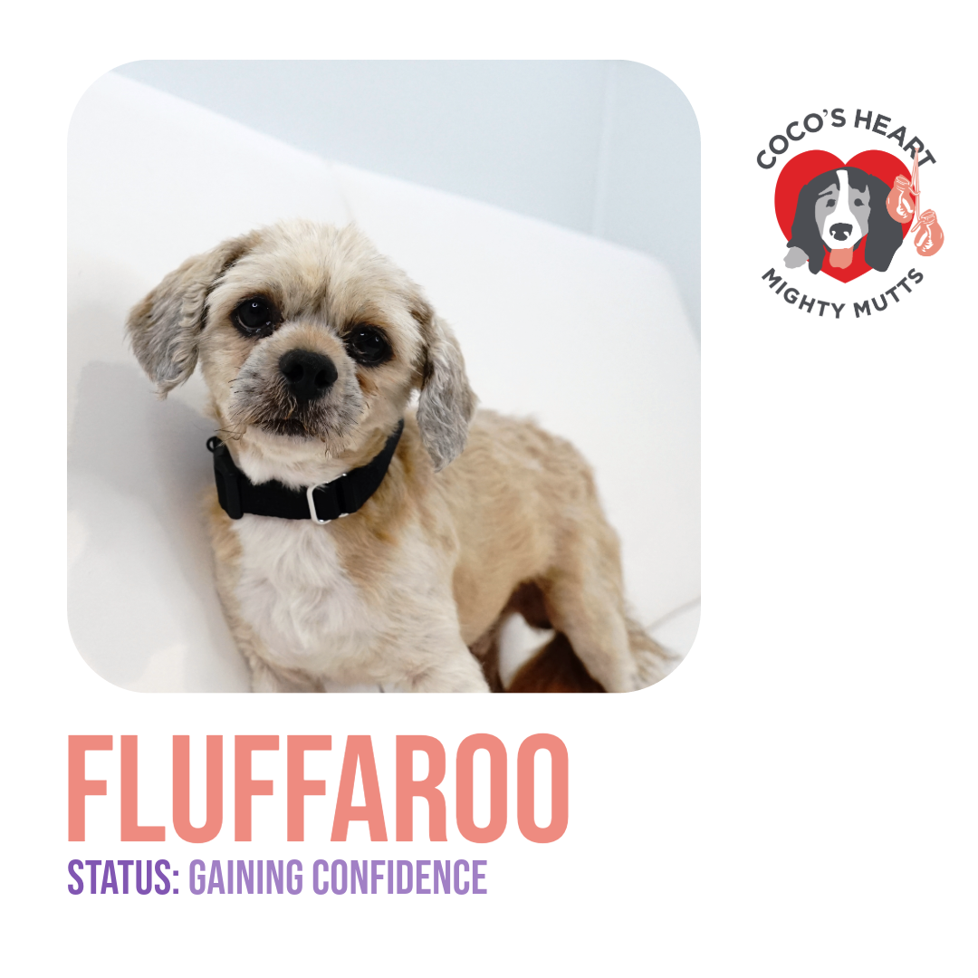 Mighty Mutts — Coco's Heart Dog Rescue