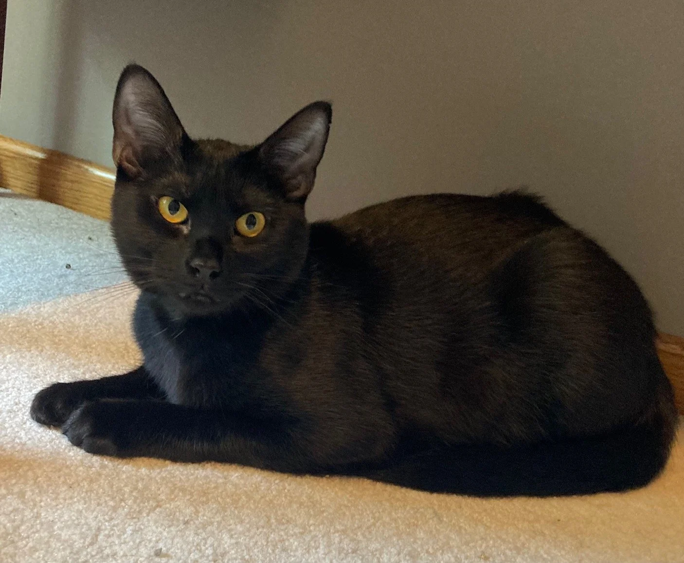 Cats — Coco's Heart Dog Rescue