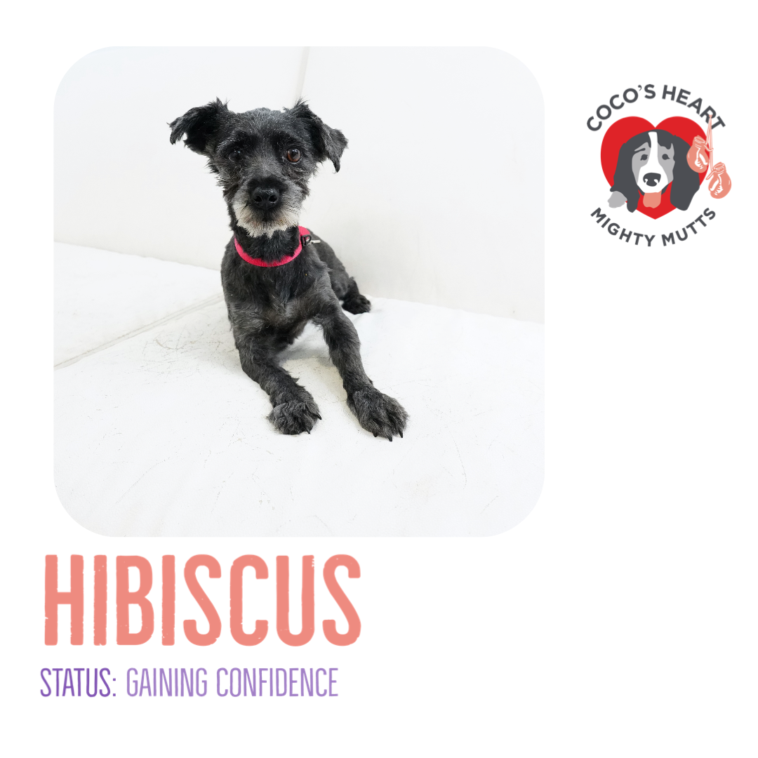 Mighty Mutts — Coco's Heart Dog Rescue