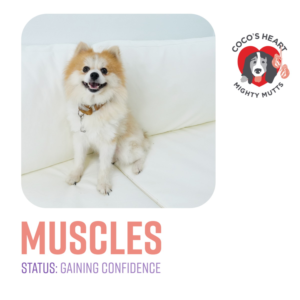 Mighty Mutts — Coco's Heart Dog Rescue