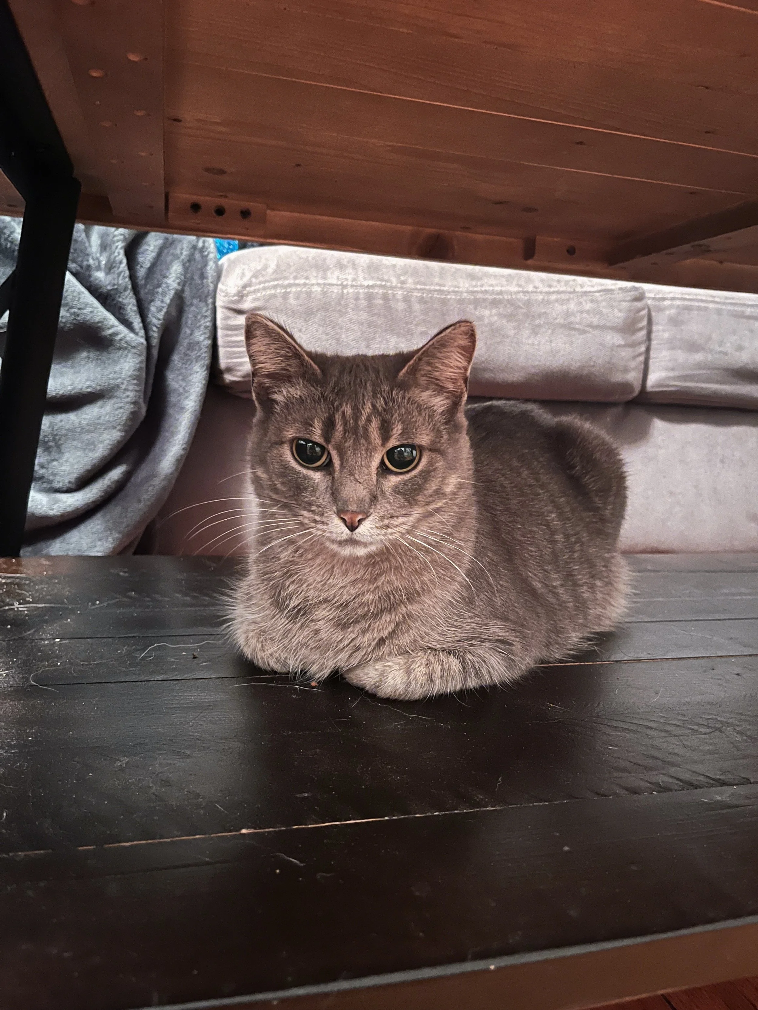 Cats — Coco's Heart Dog Rescue