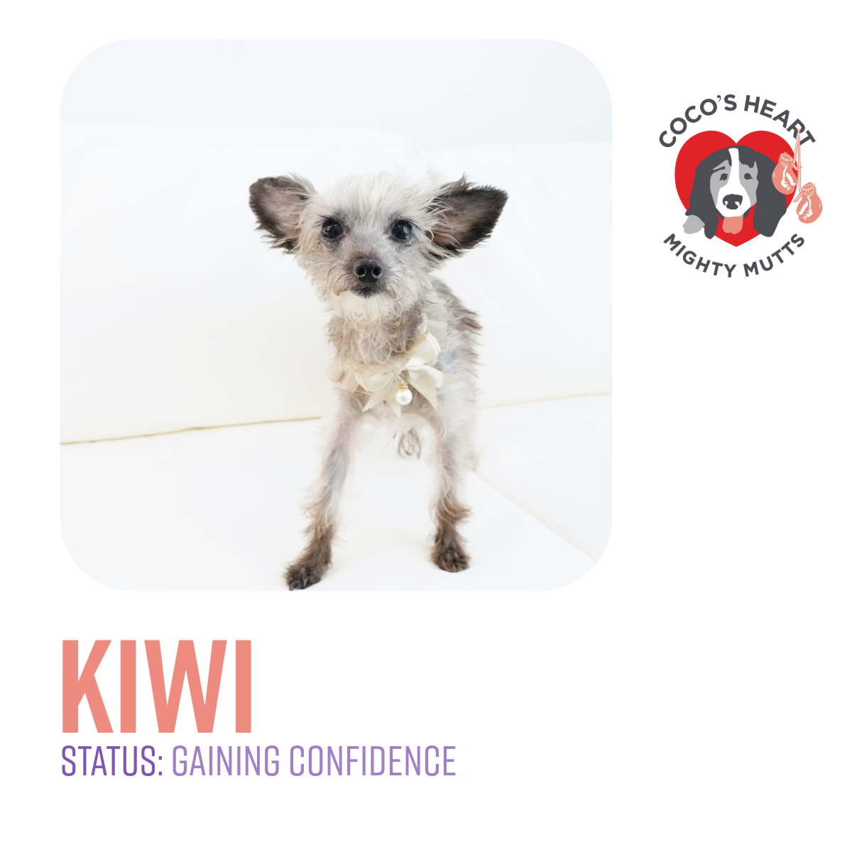 Mighty Mutts — Coco's Heart Dog Rescue