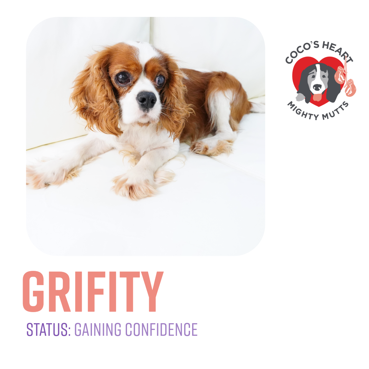 Mighty Mutts — Coco's Heart Dog Rescue
