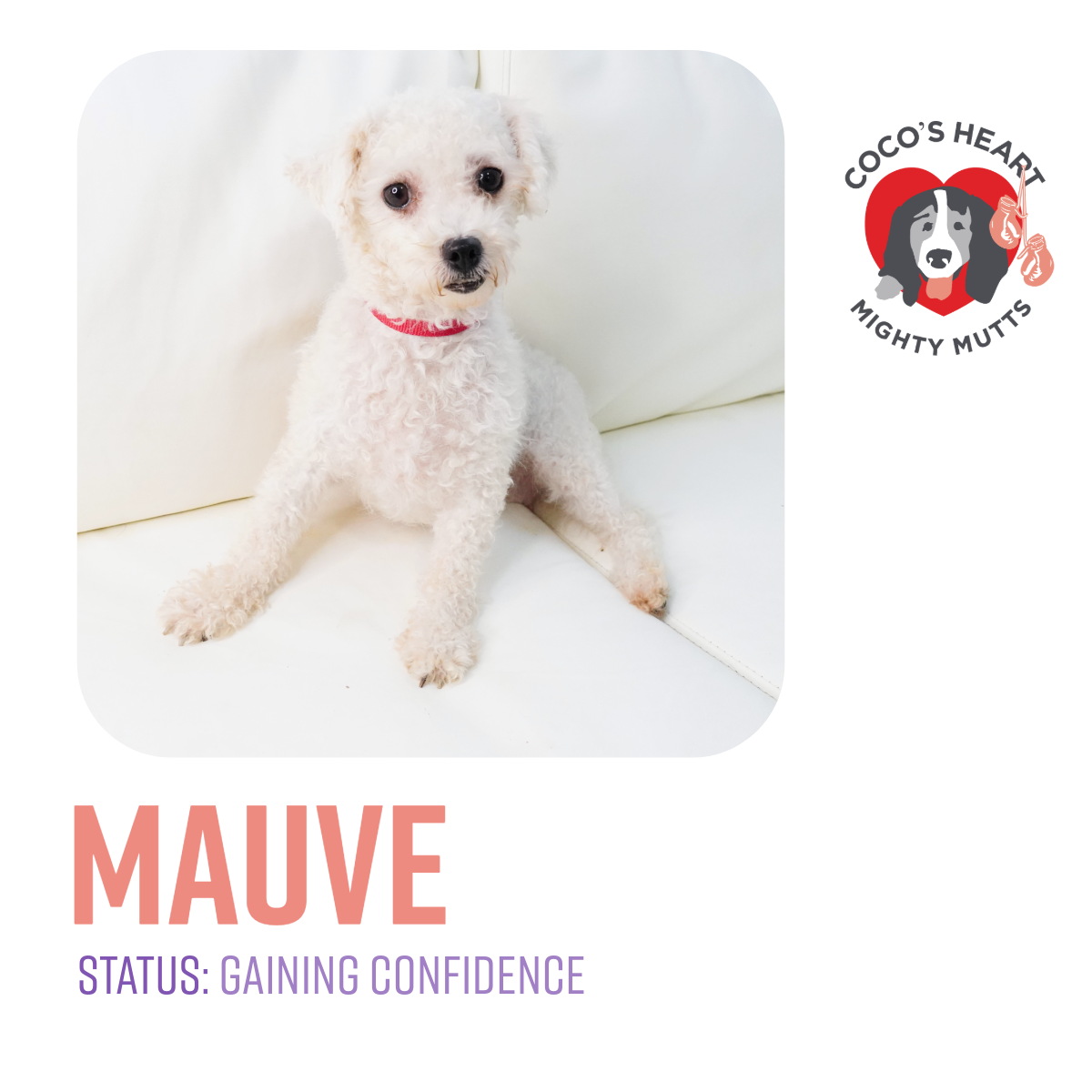 Mighty Mutts — Coco's Heart Dog Rescue