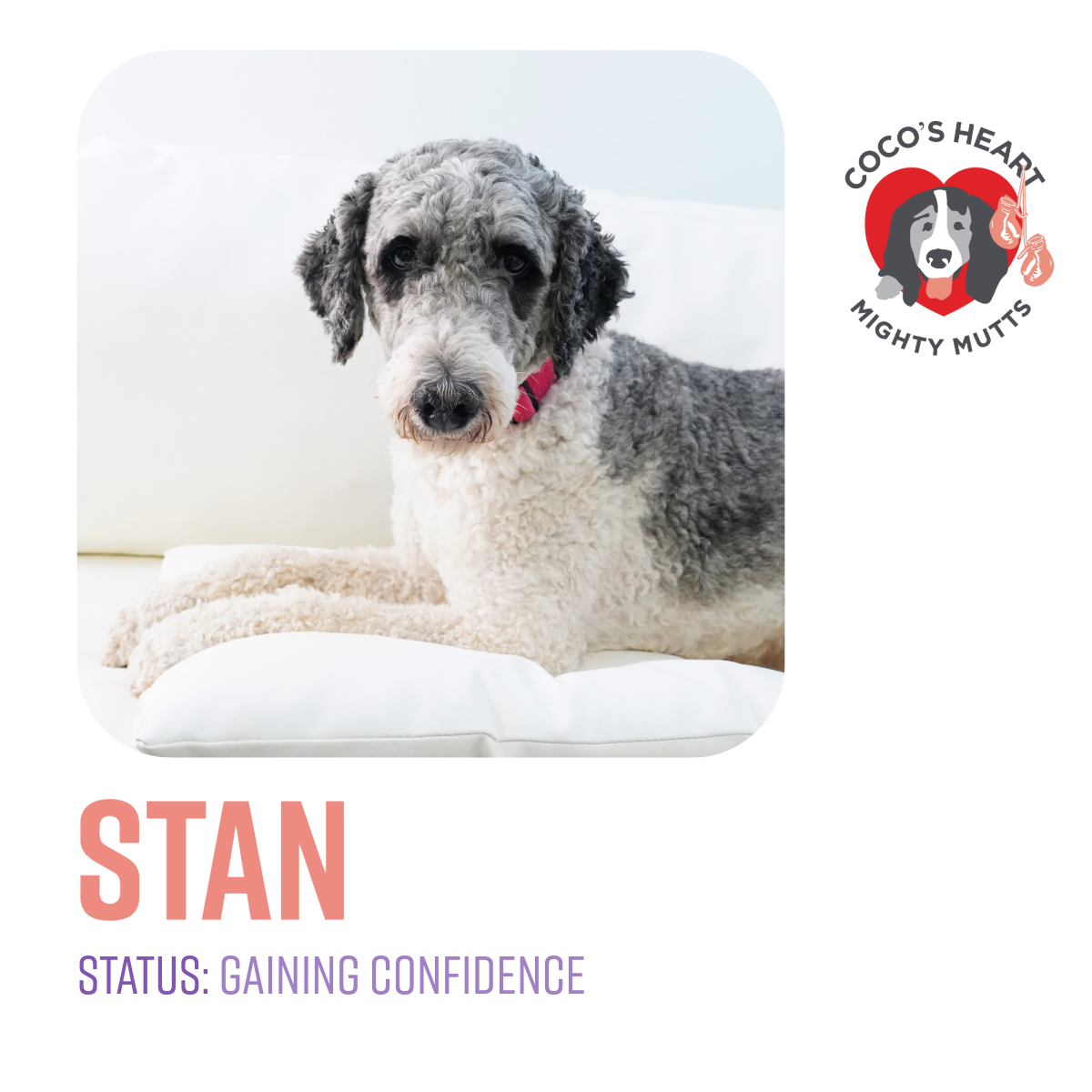 Mighty Mutts — Coco's Heart Dog Rescue