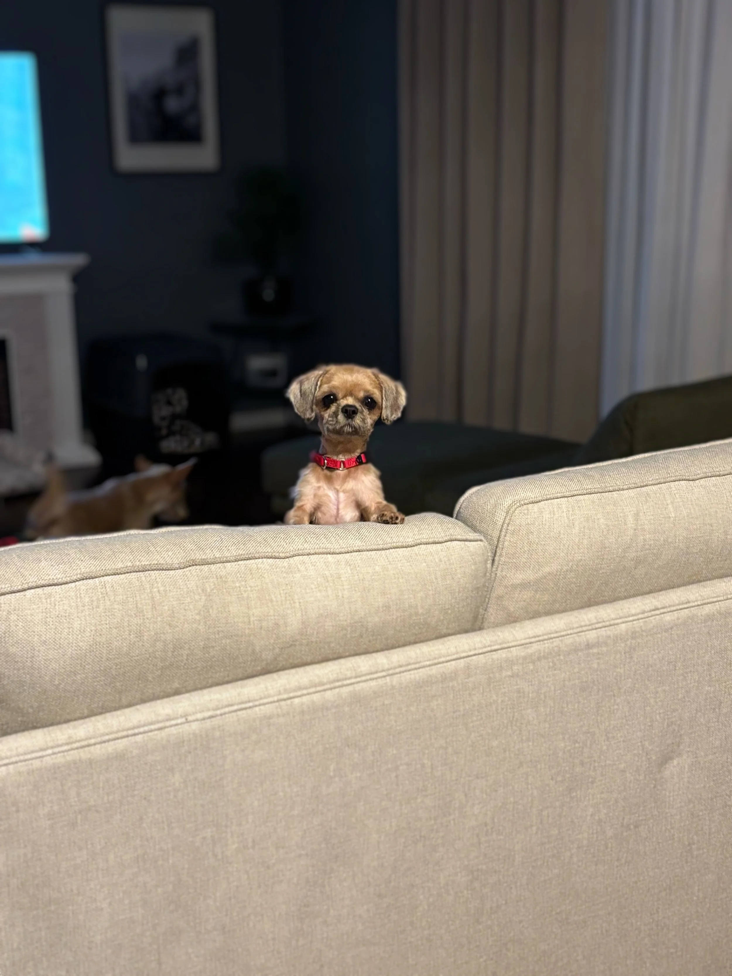 Mattie — Coco's Heart Dog Rescue