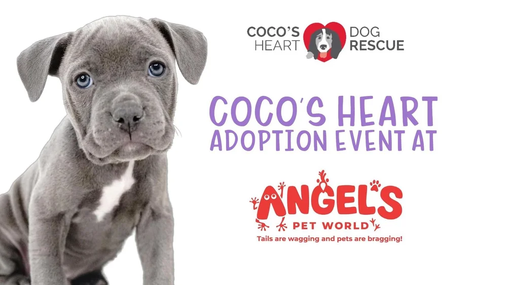 Adoption Event- Angel's Pet World — Coco's Heart Dog Rescue