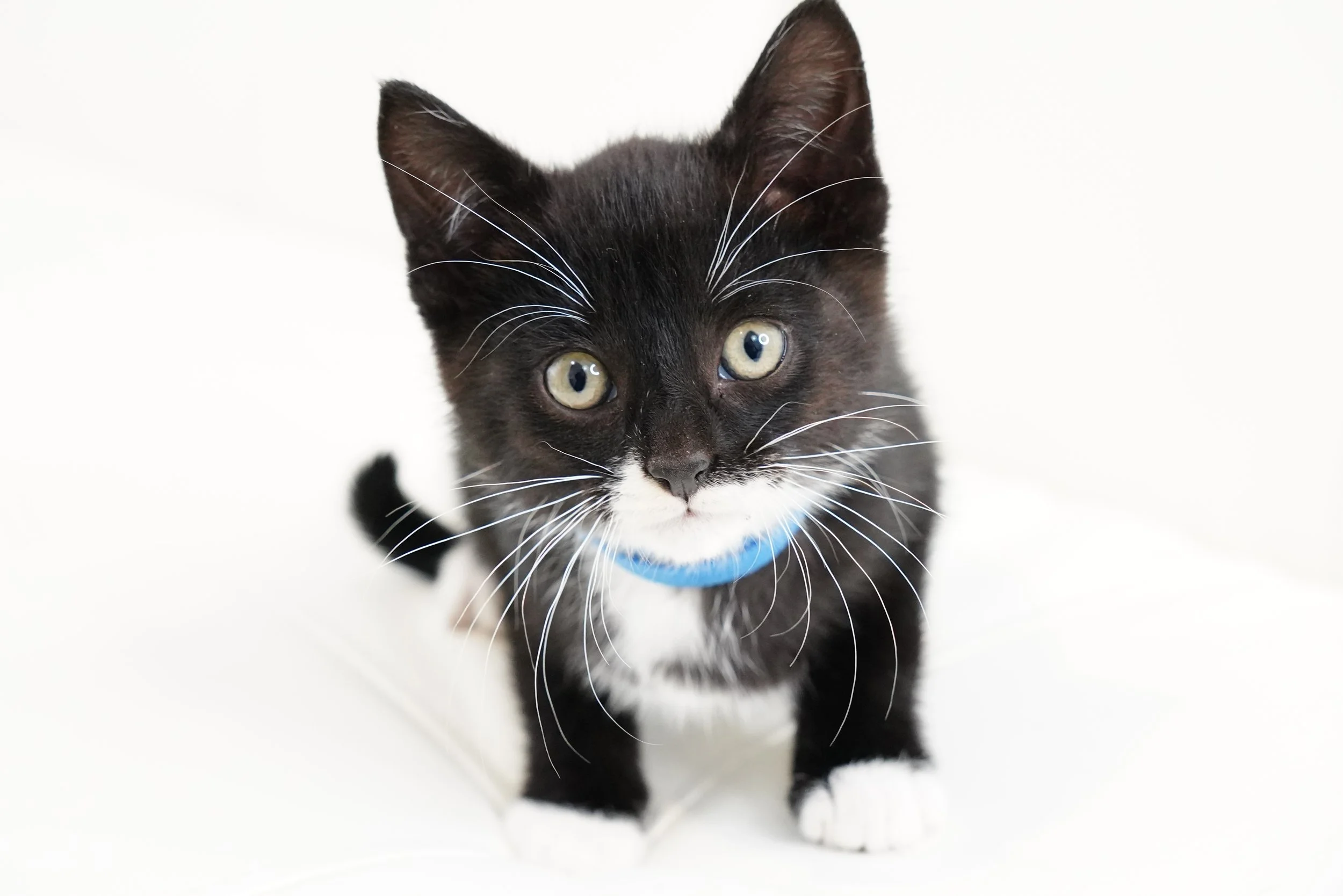 Cats — Coco's Heart Dog Rescue