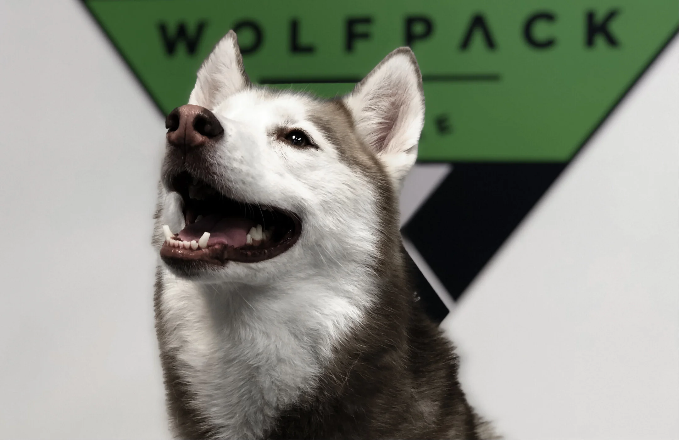 Wolf Pack Canine — Brand Design Studio | Wakeen Design Co.