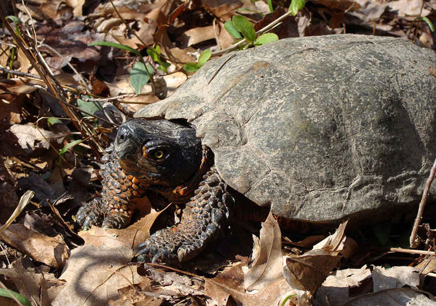 Progressive Charlestown: Save the Wood Turtle Progressive Charlestown: Save the Wood Turtle