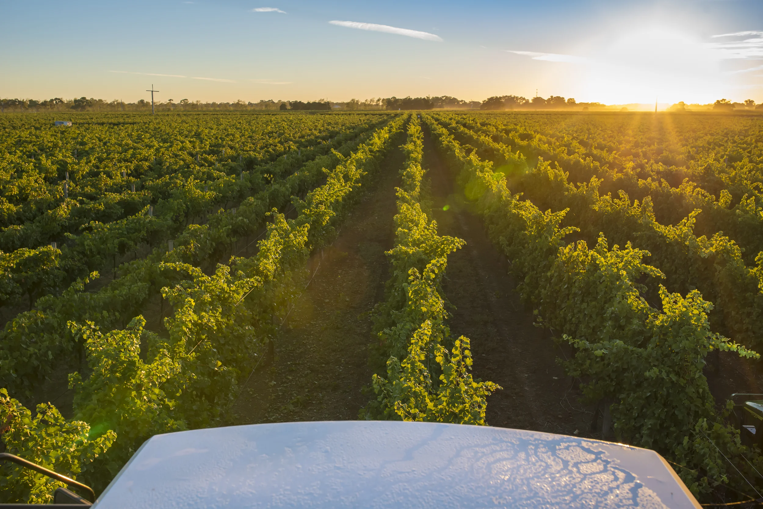 Hollick Wines, Coonawarra — heidi who photos