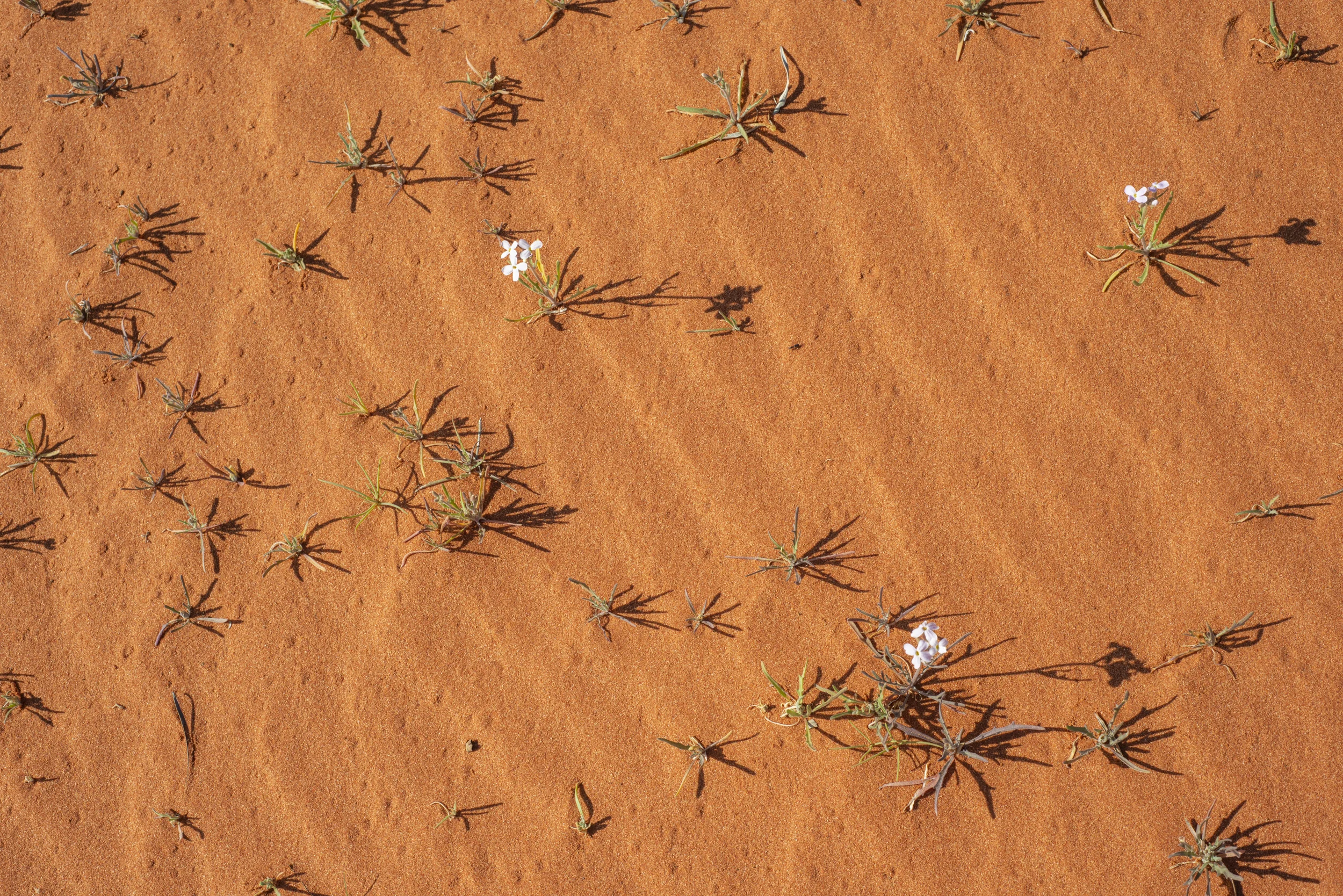 Strzelecki Track, the outback and Innamincka — heidi who photos