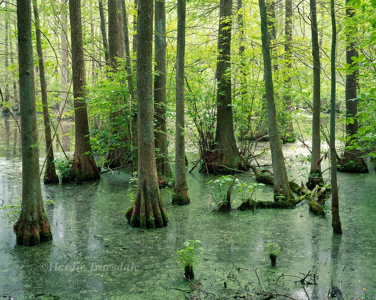 Southeast — Hardie Truesdale