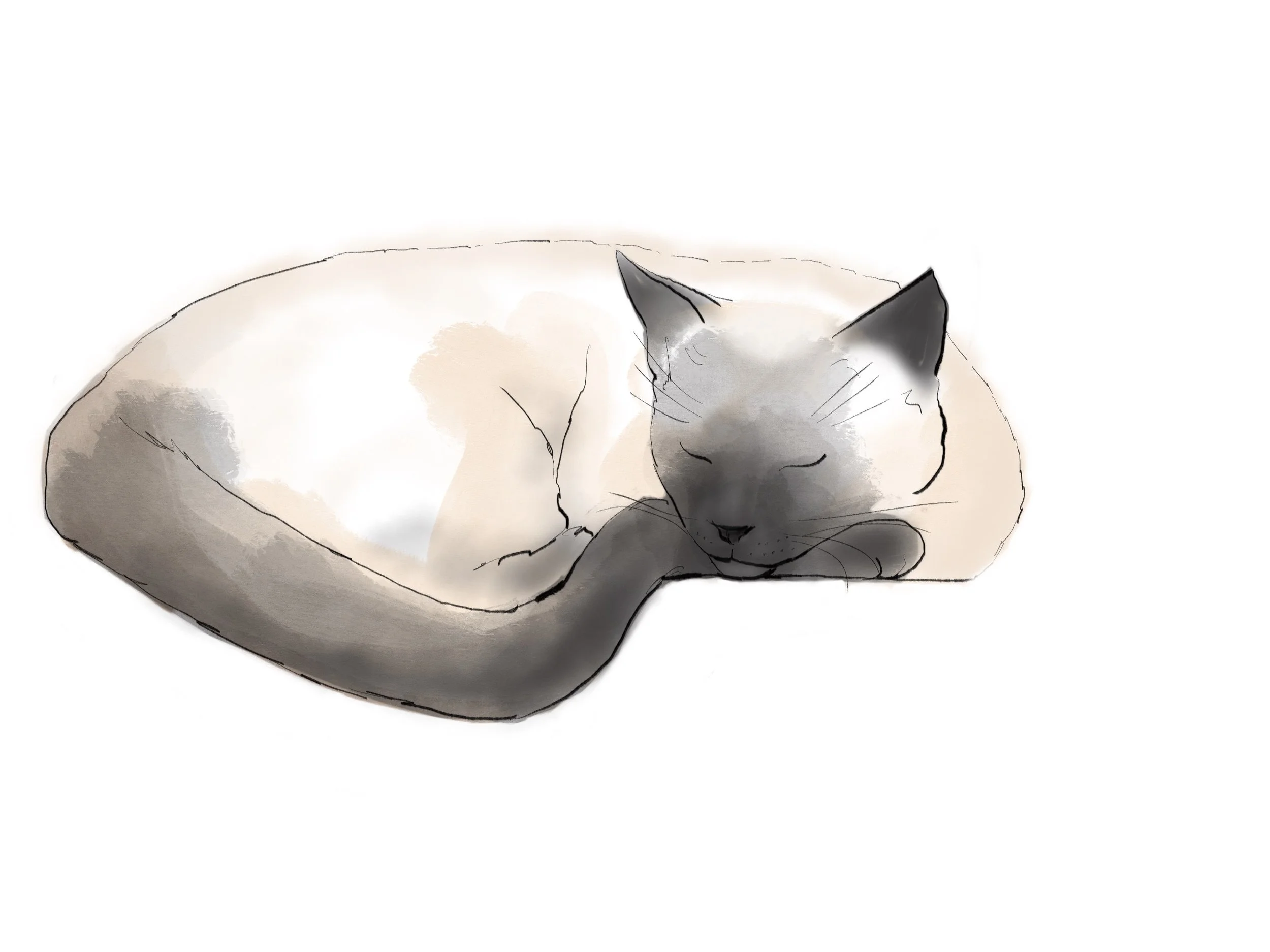 Sleeping Cat Drawing Tumblr