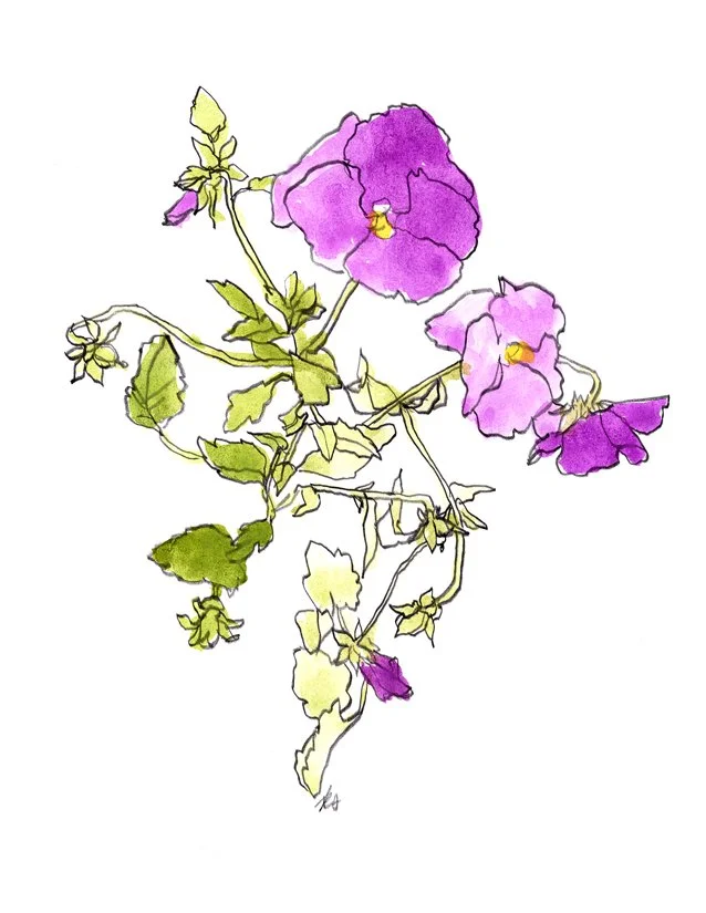 Illustration/Line Drawing — Kerry Simmons