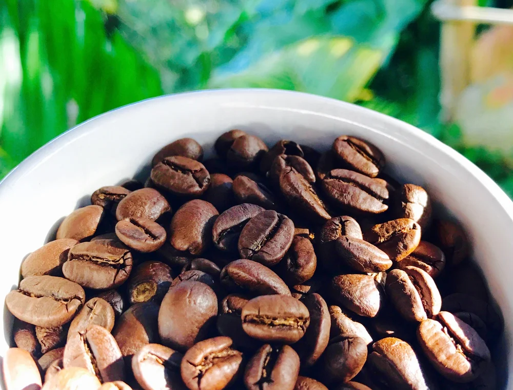 Our Coffee — K'Ho Coffee