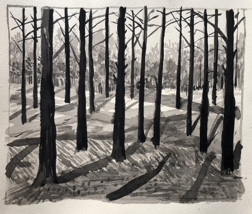Burnt Forest Drawing