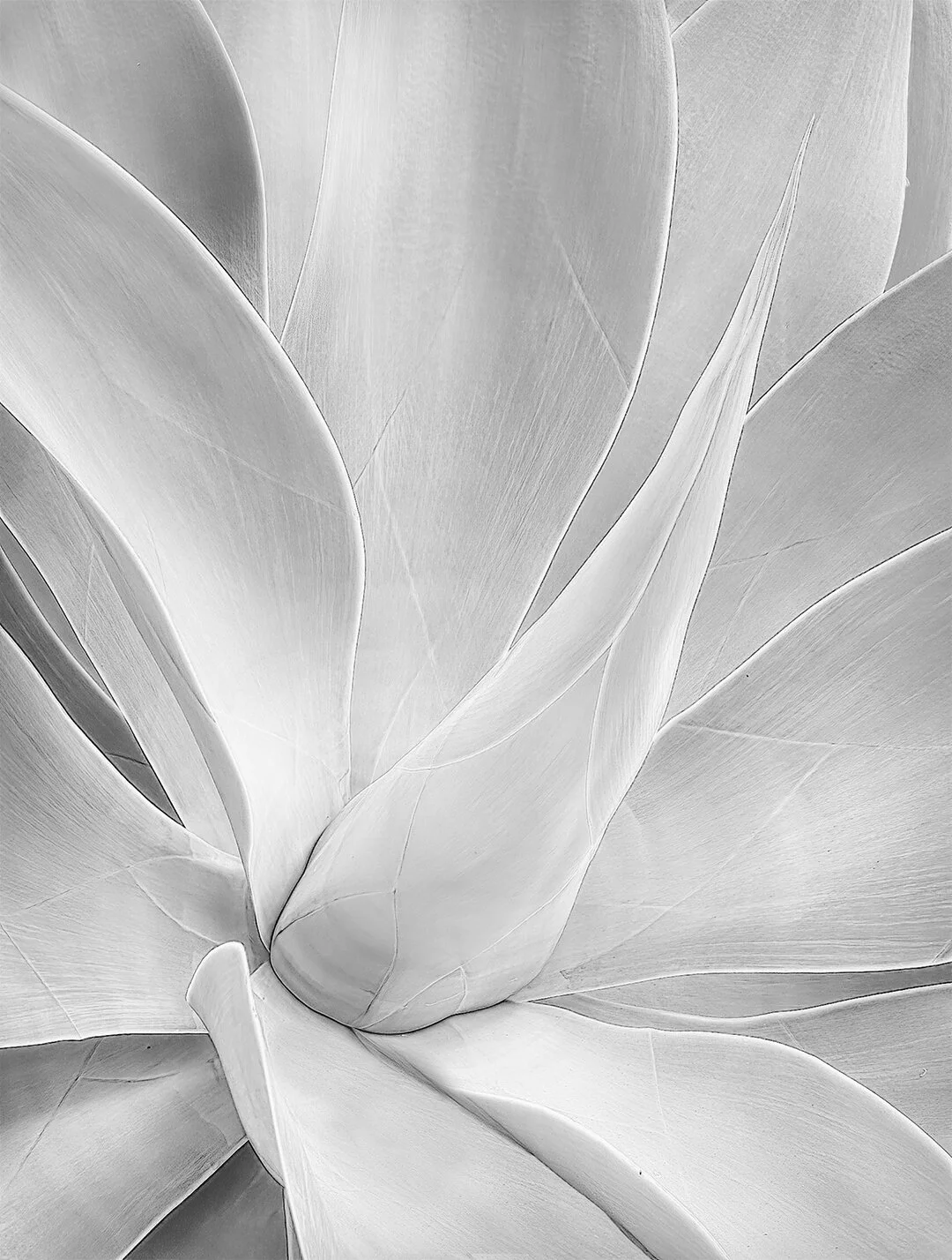 Evaluation Night - Zoom Style — Lane Cove Creative Photography