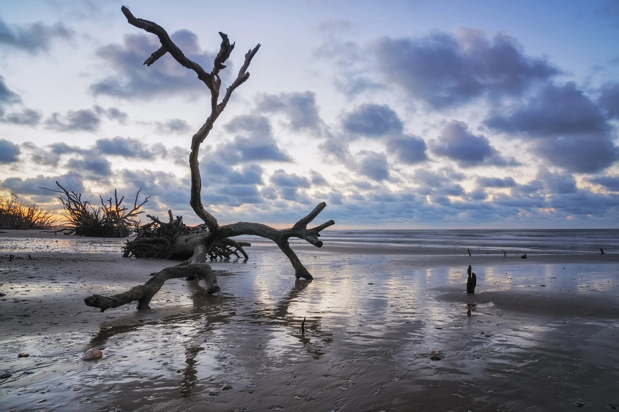 Charleston Photography Tours - Botany Bay Beach Reopens: 8 Things You ...