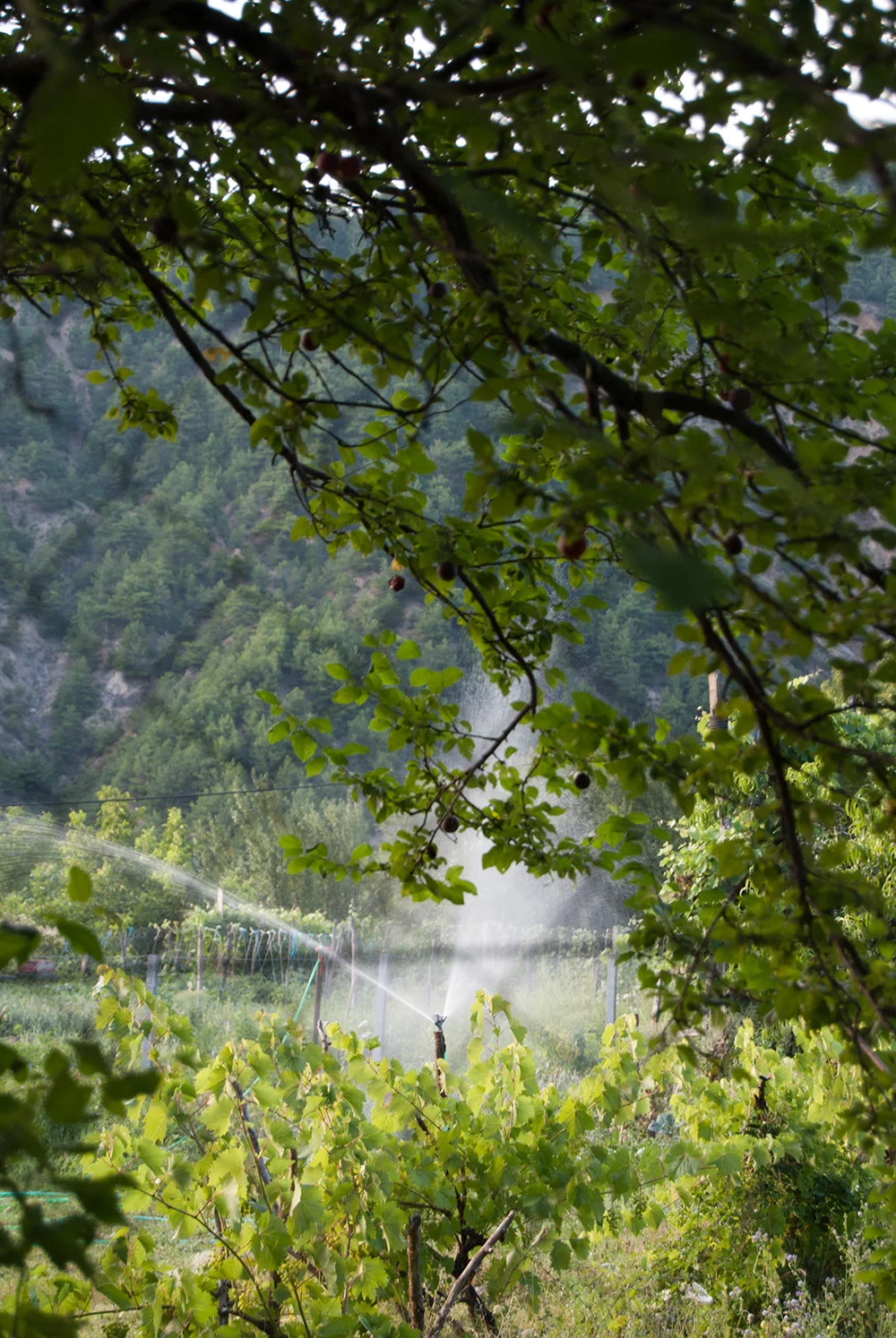 Orosh, Mirditë. (in albanian) — Alketa Misja Photography