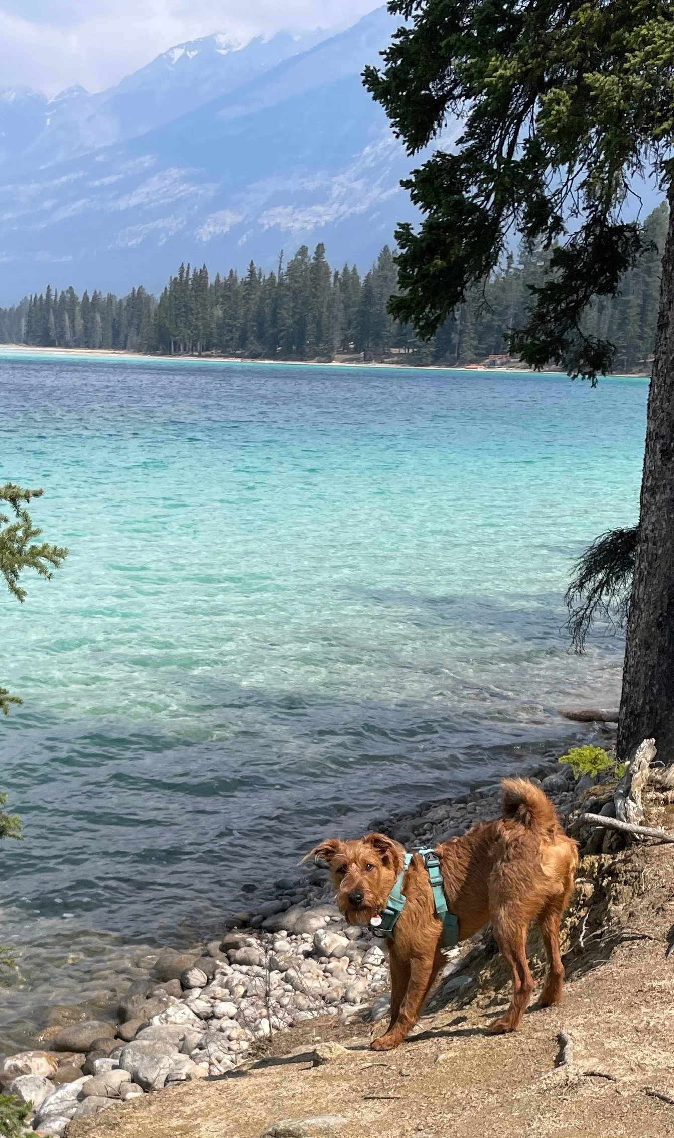 Paula Beauchamp — Walks and Talks Jasper