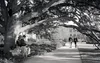 History — Aggie Century Tree Project