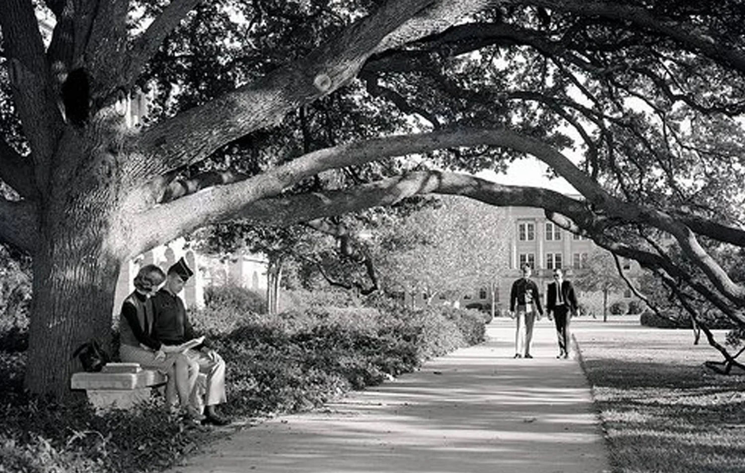 History — Aggie Century Tree Project