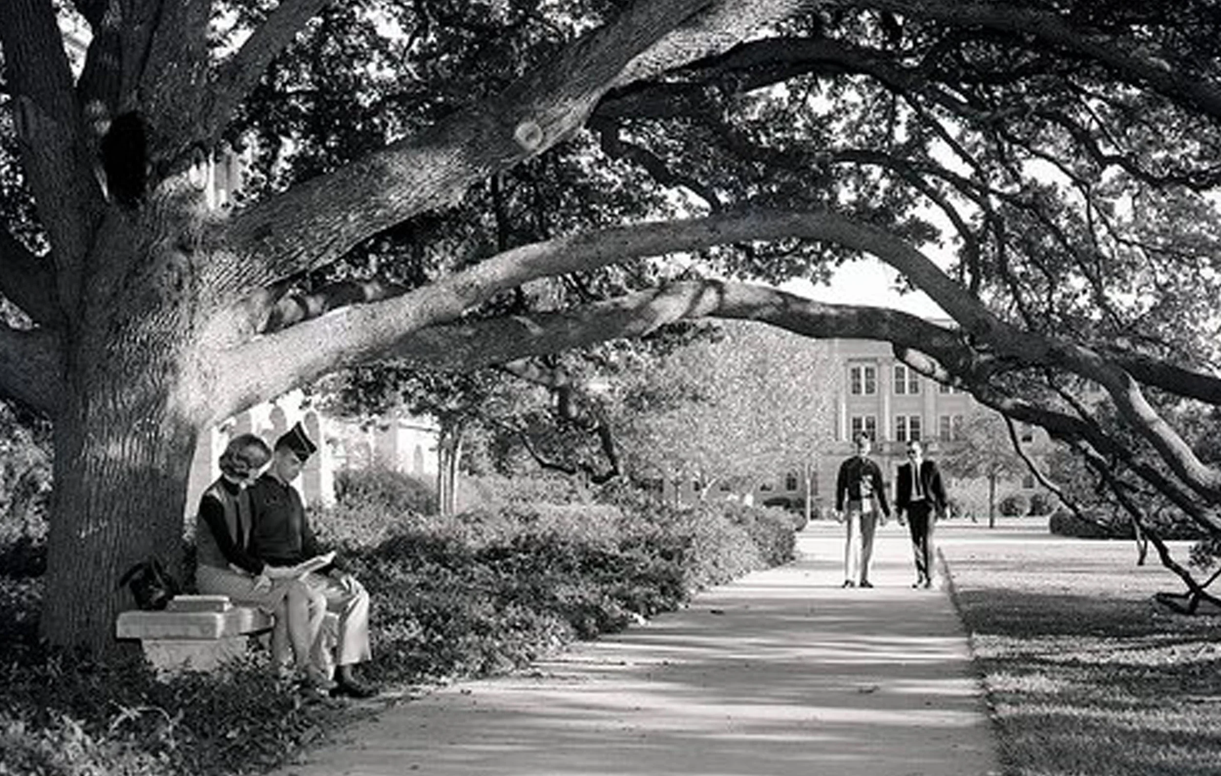 History — Aggie Century Tree Project